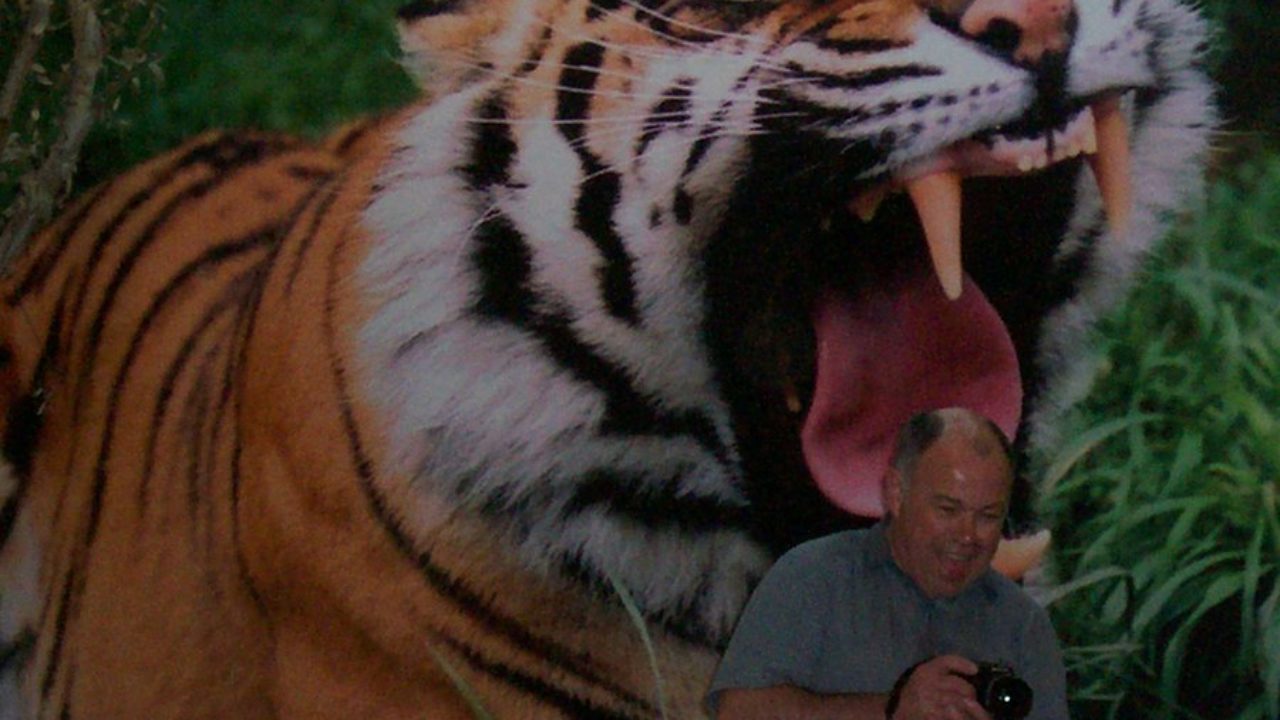 Tiger Optical Illusion