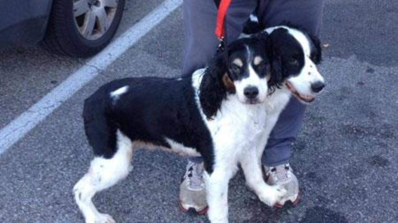 Real Two Headed Dogs