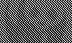 Hidden Lions Optical Illusion