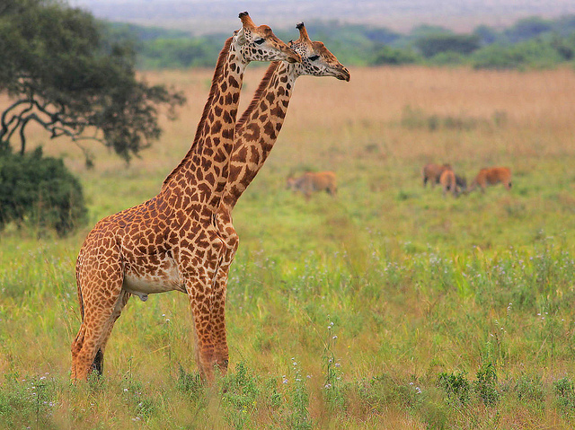 Two Headed Giraffe